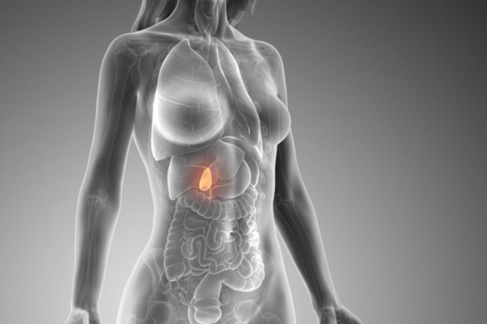 Anatomia Da Vesicula Biliar Real